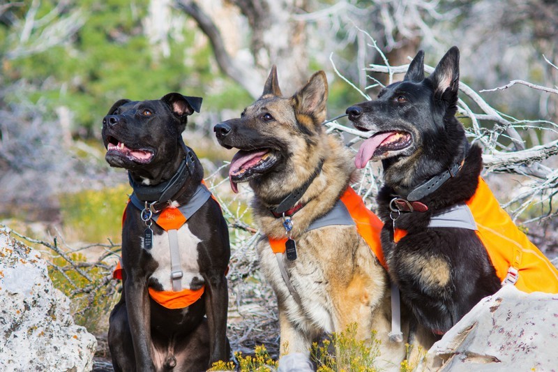 Dog Hiking vs Regular Dog Walks: Benefits & How to Choose | Vegas K9 ...